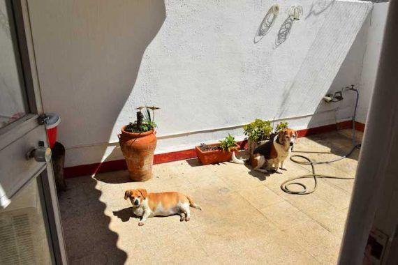 Housesitting 101: Why you should consider it for your next vacation ...